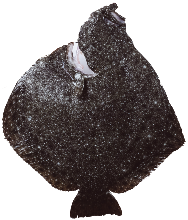 Strat • Restaurante en Finestrat (Benidorm)